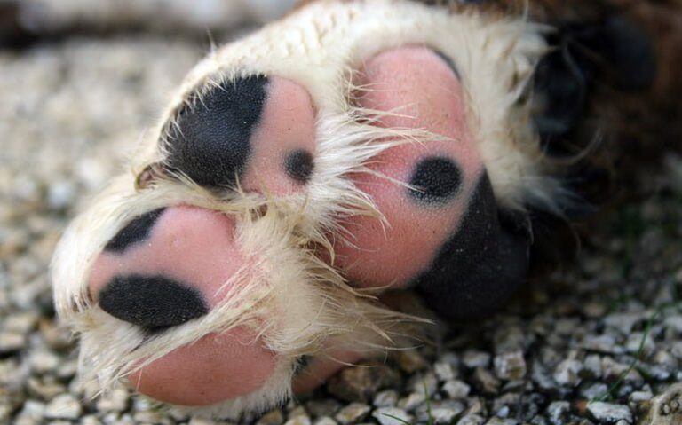 Pododermatitis en perros - Síntomas y tratamiento