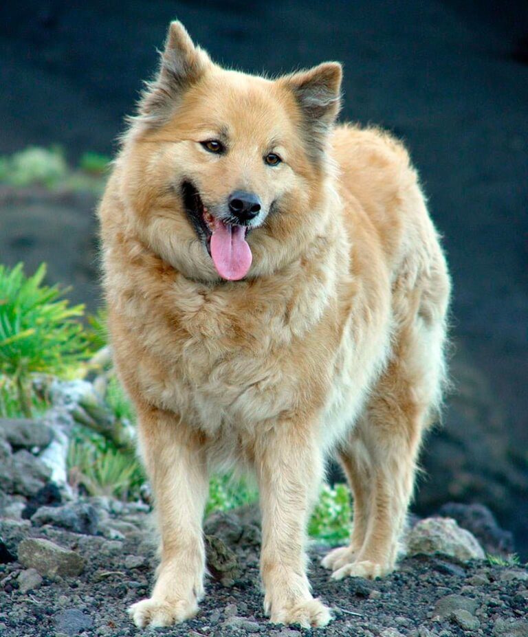 Pastor Garafiano | Alimentación, temperamento y cuidados